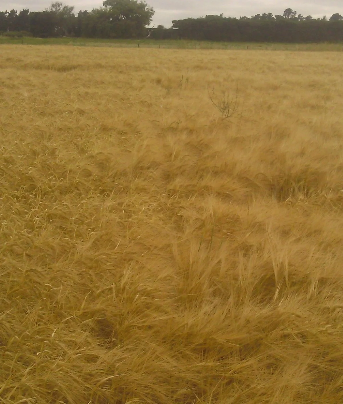 Zelp for Horticulture — NZ Kelp