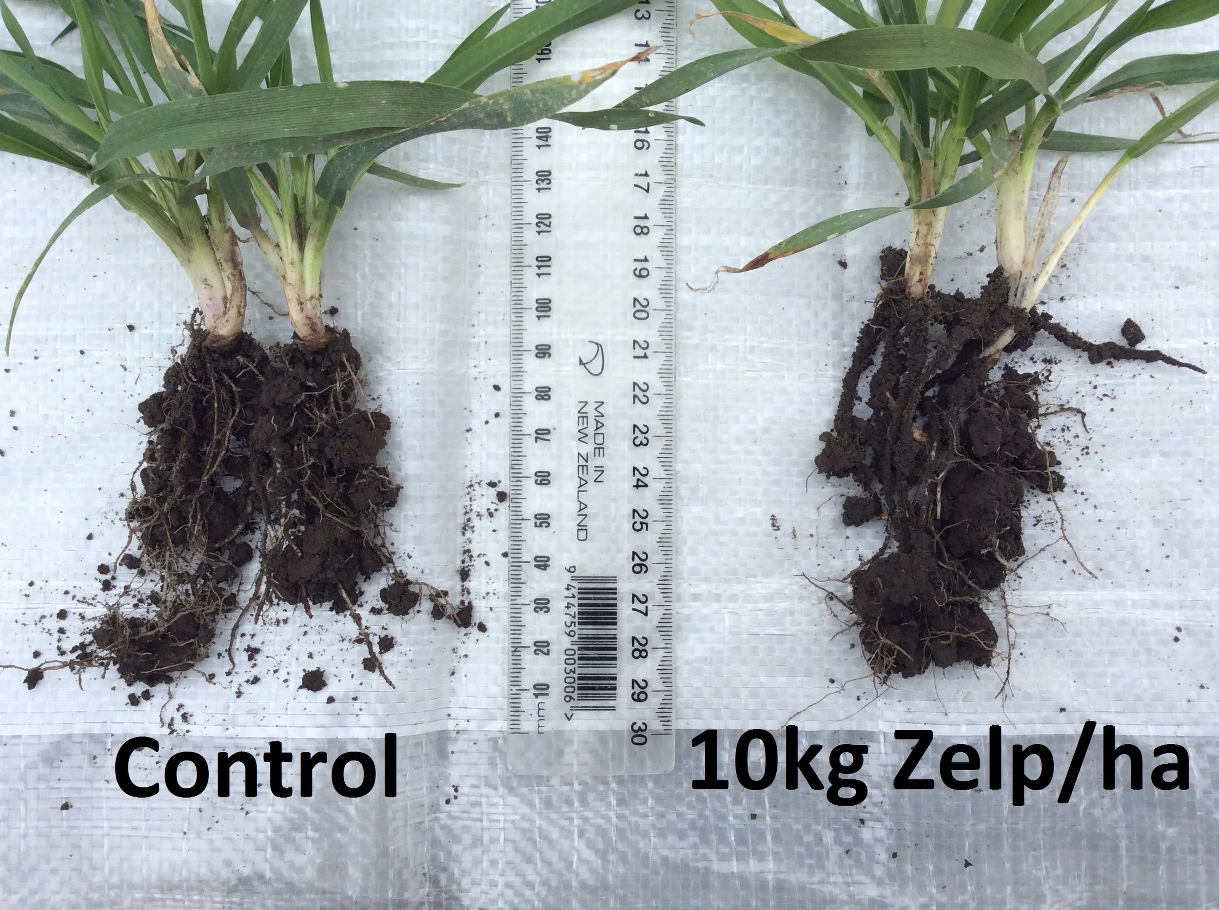 Zelp for Horticulture — NZ Kelp