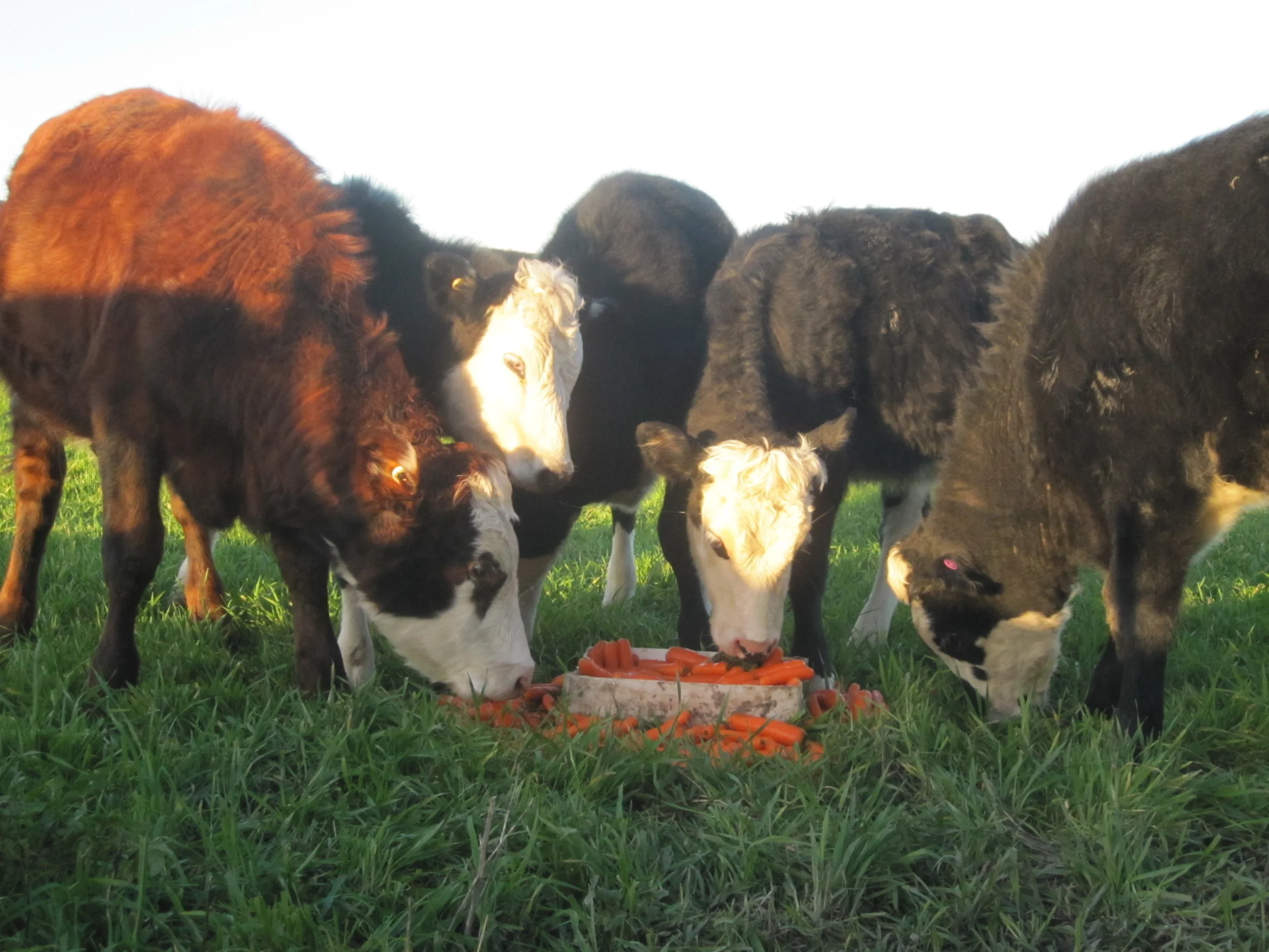 Zelp for Horticulture — NZ Kelp