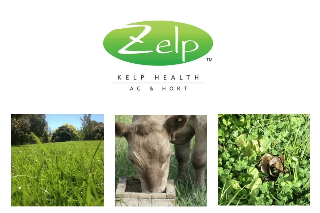 Order Zelp & Valere today — NZ Kelp
