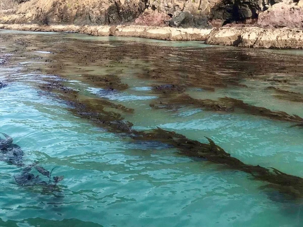 NZ Kelp - NZ's richest source of natural iodine - Giant Kelp