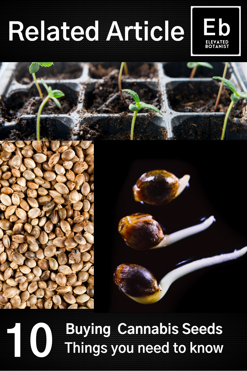 The Secret Sex Lives of Feminized Seeds — Elevated Botanist