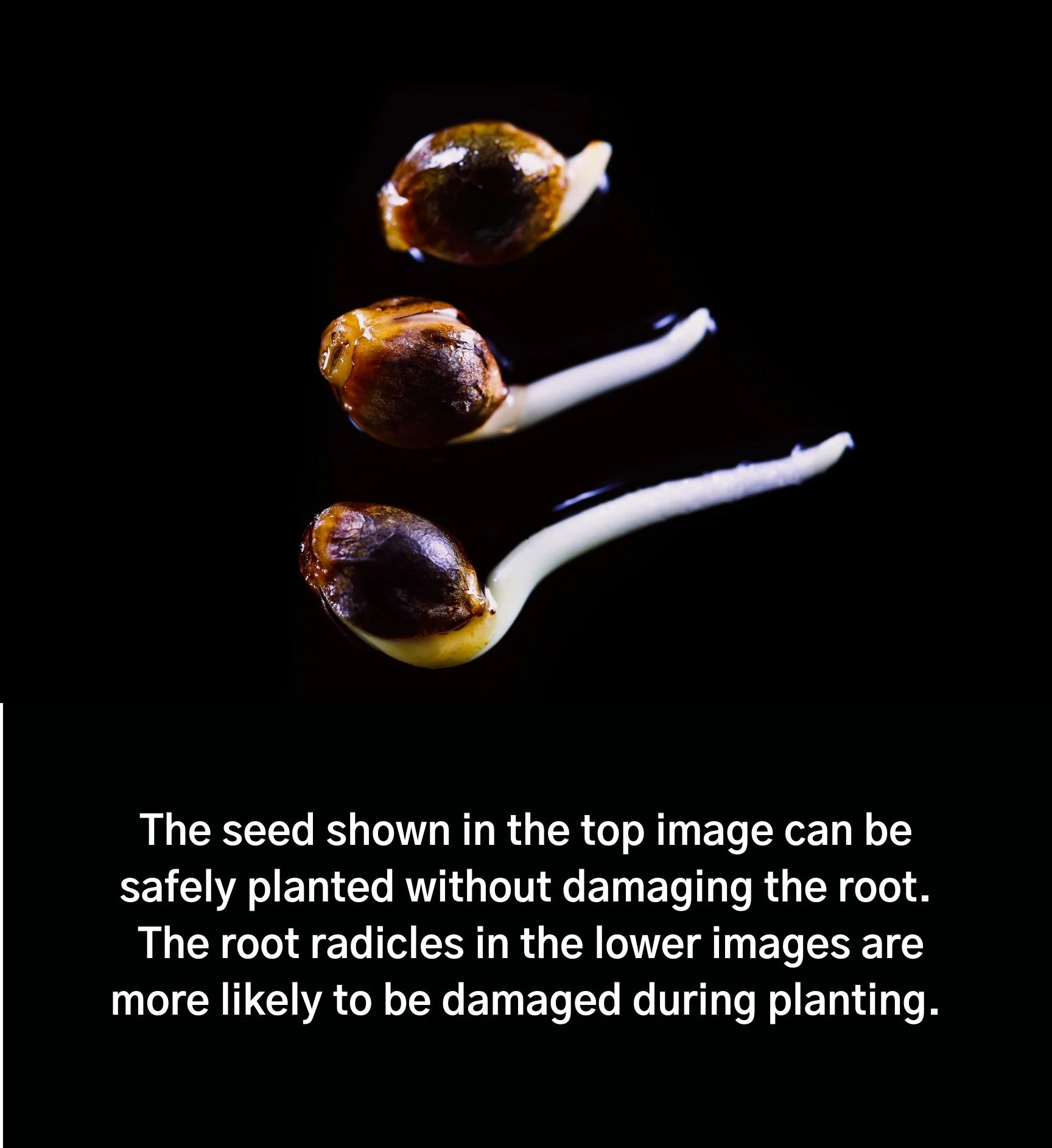 15 Easy Steps to Germinate your Cannabis Seeds — Elevated Botanist