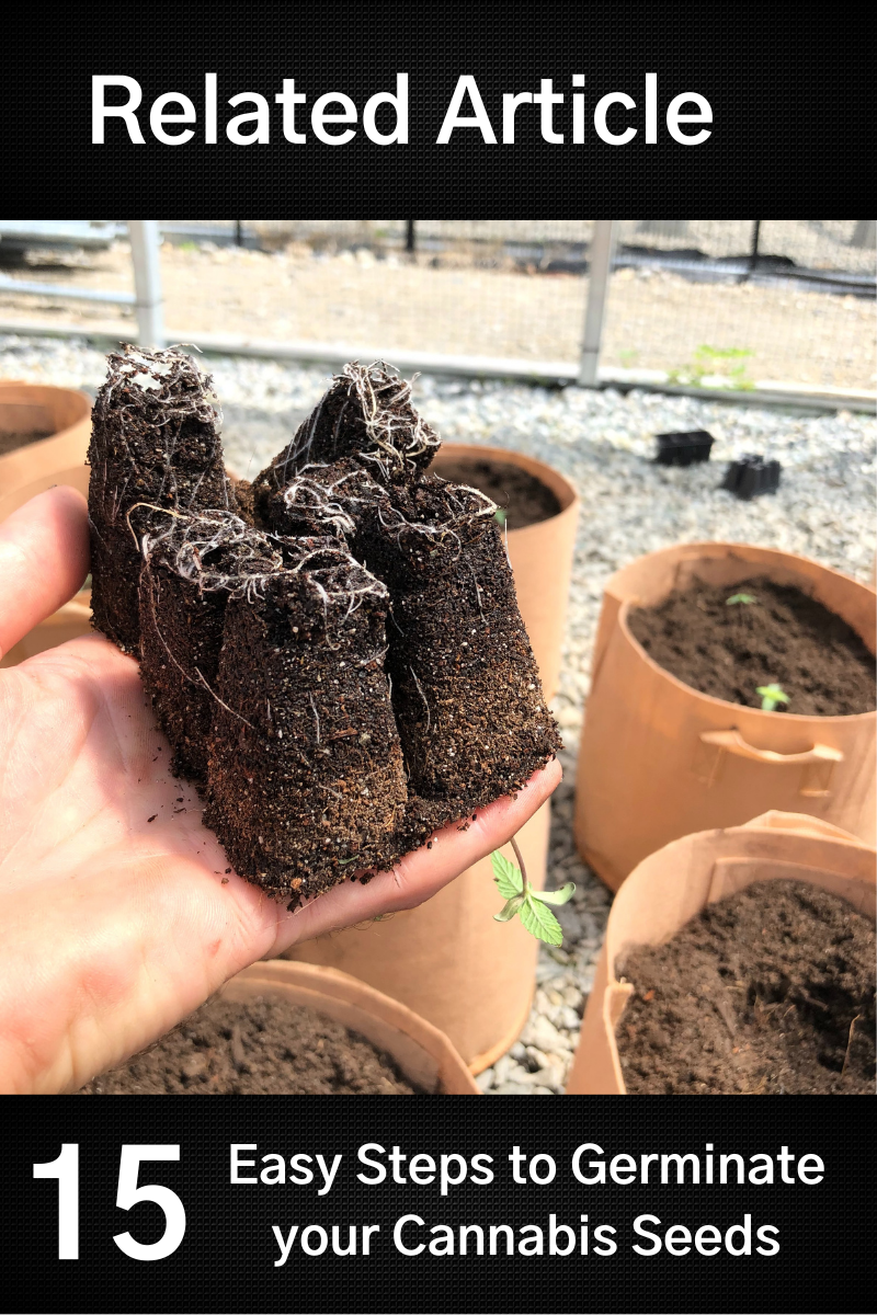 The 8 Growth Stages of Your Cannabis Plant — Elevated Botanist
