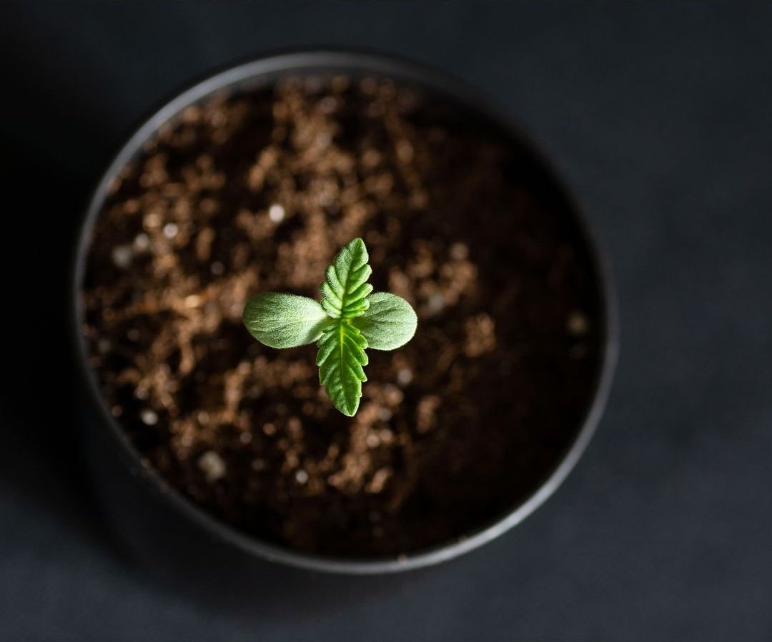 Cannabis Seedling Conditions and Care — Elevated Botanist