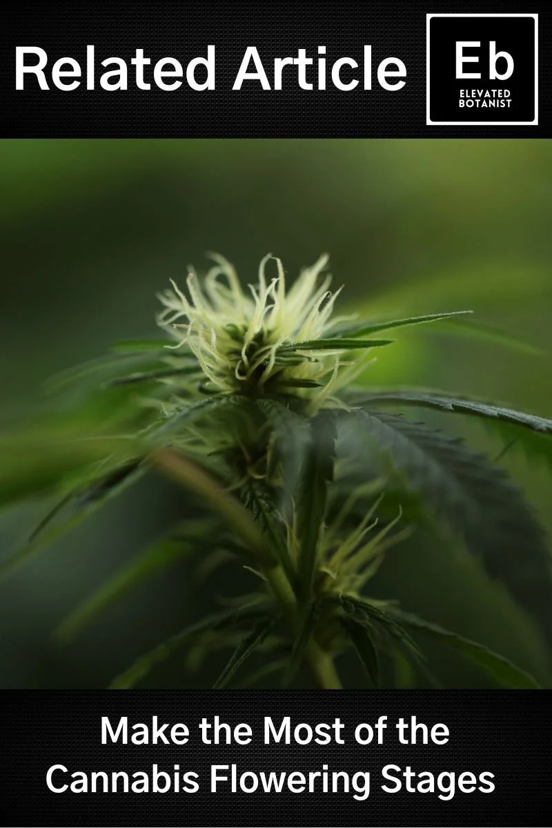 1st Week Flowering Marijuana