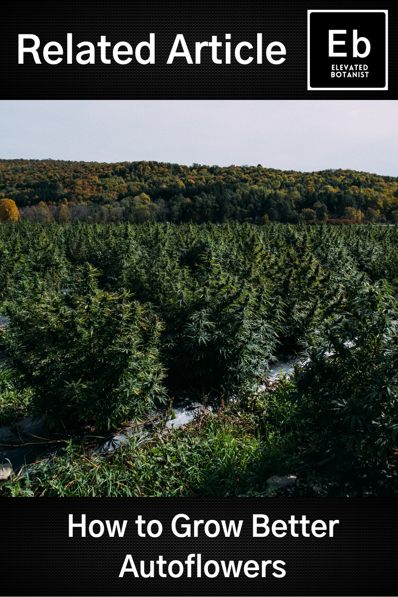 Cannabis Photoperiod Hacks to Increase Your Yields — Elevated Botanist