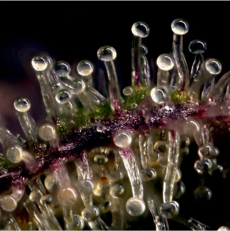 Make the Most of the Cannabis Flowering Stages — Elevated Botanist