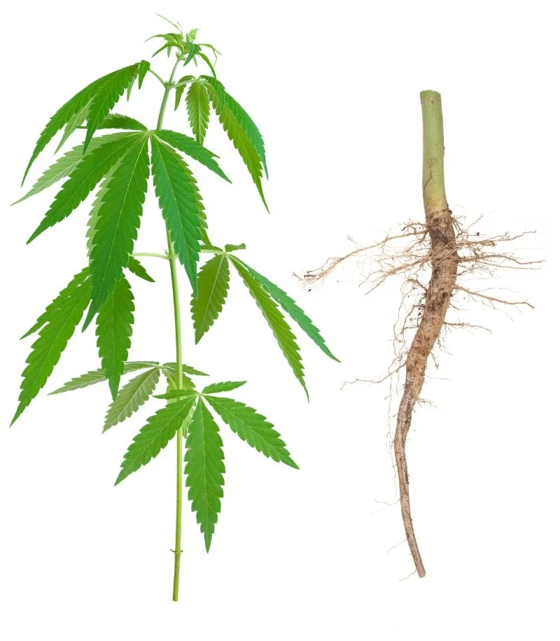 Drive Better Yields with Cannabis Crop Steering — Elevated Botanist