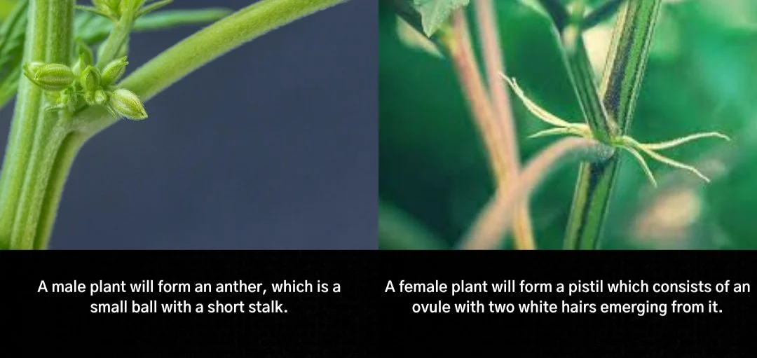 The 8 Growth Stages of Your Cannabis Plant — Elevated Botanist