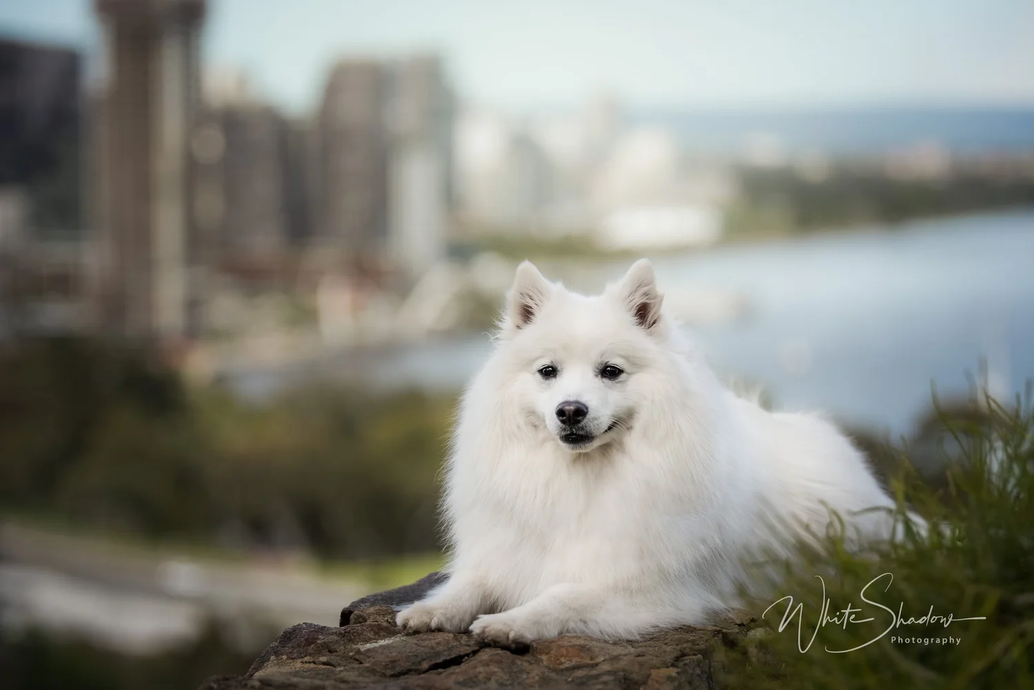 Are Dogs Allowed In Kings Park