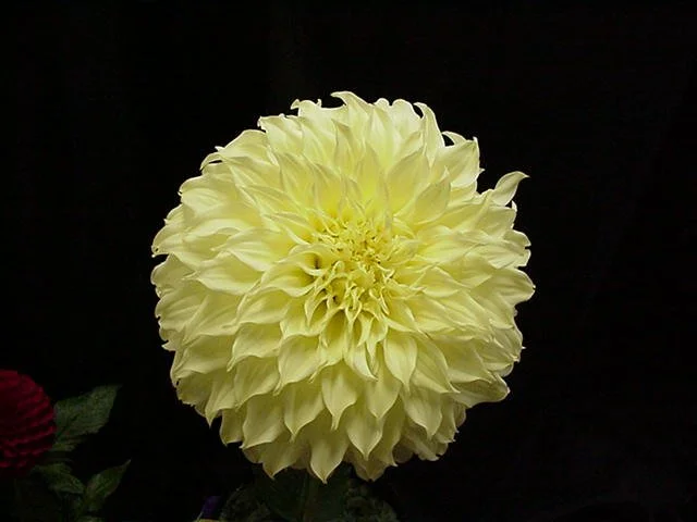 Dahlia Shop — Cowlitz River Dahlias