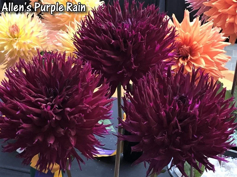 Allen's Purple Rain Dahlia — Cowlitz River Dahlias