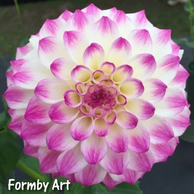 Dahlia Shop — Cowlitz River Dahlias