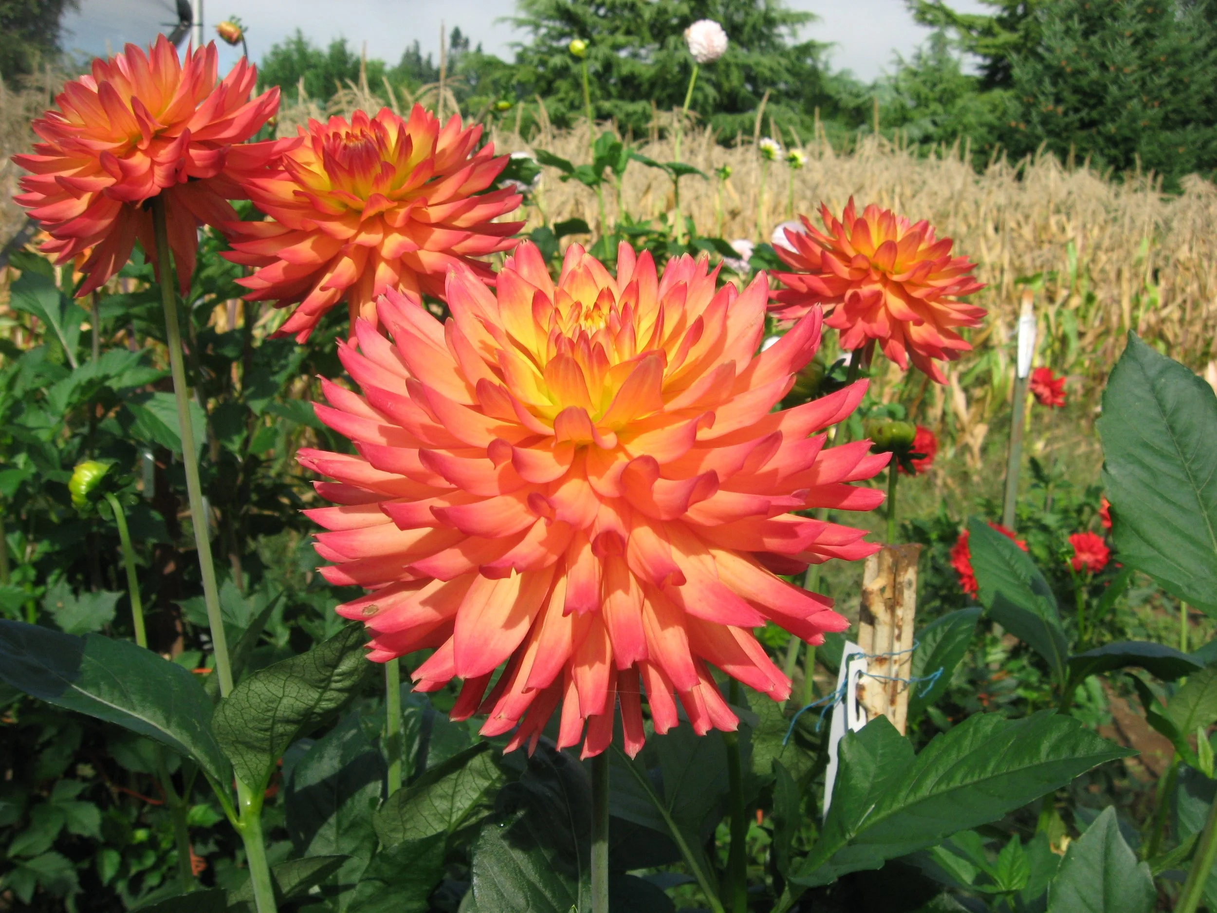 Dahlia Shop — Cowlitz River Dahlias