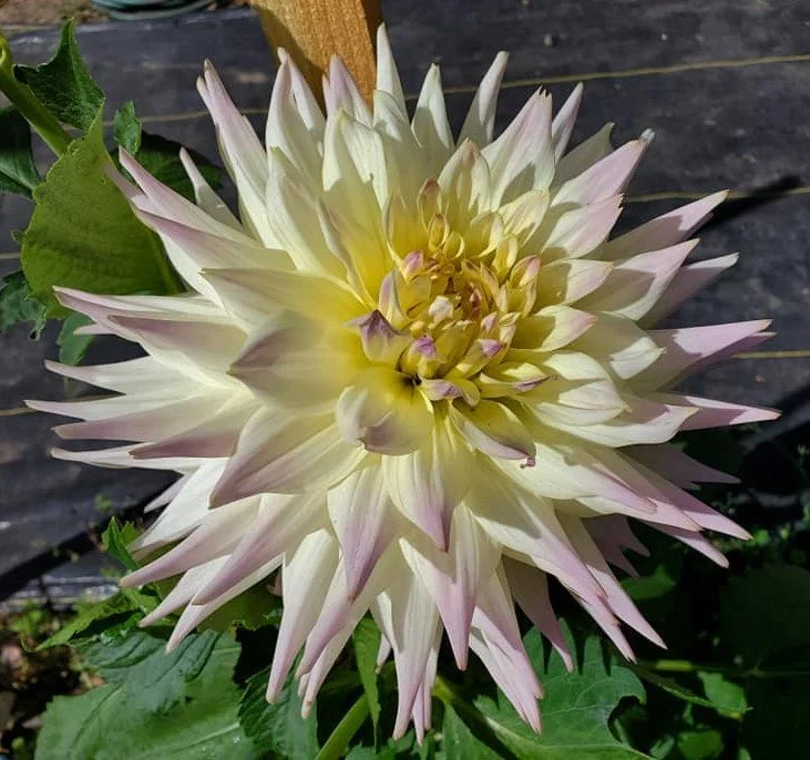 Netherton Cindy — Cowlitz River Dahlias