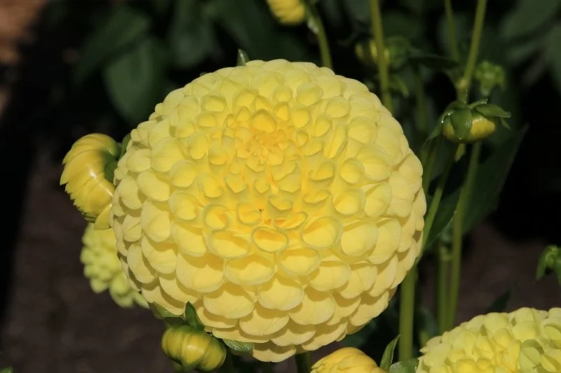Dahlia Shop — Cowlitz River Dahlias