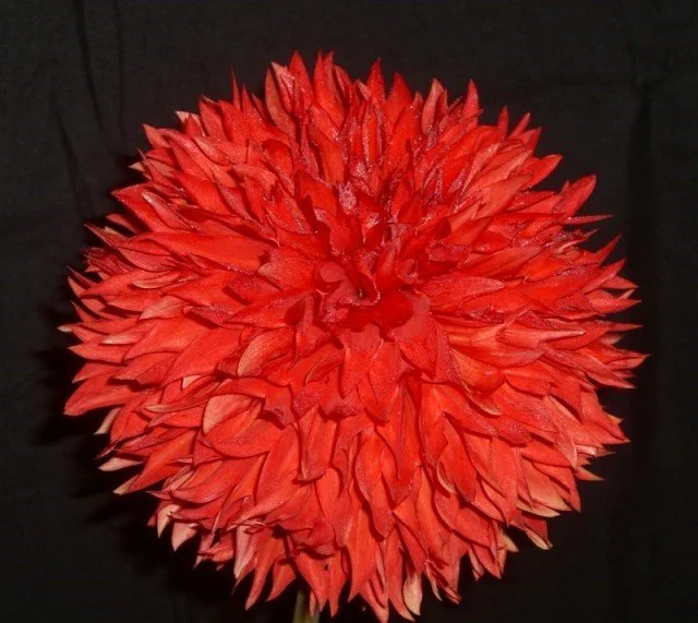 Dahlia Shop — Cowlitz River Dahlias