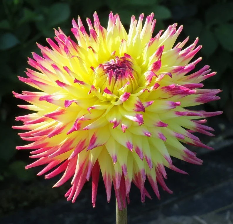 Dahlia Shop — Cowlitz River Dahlias