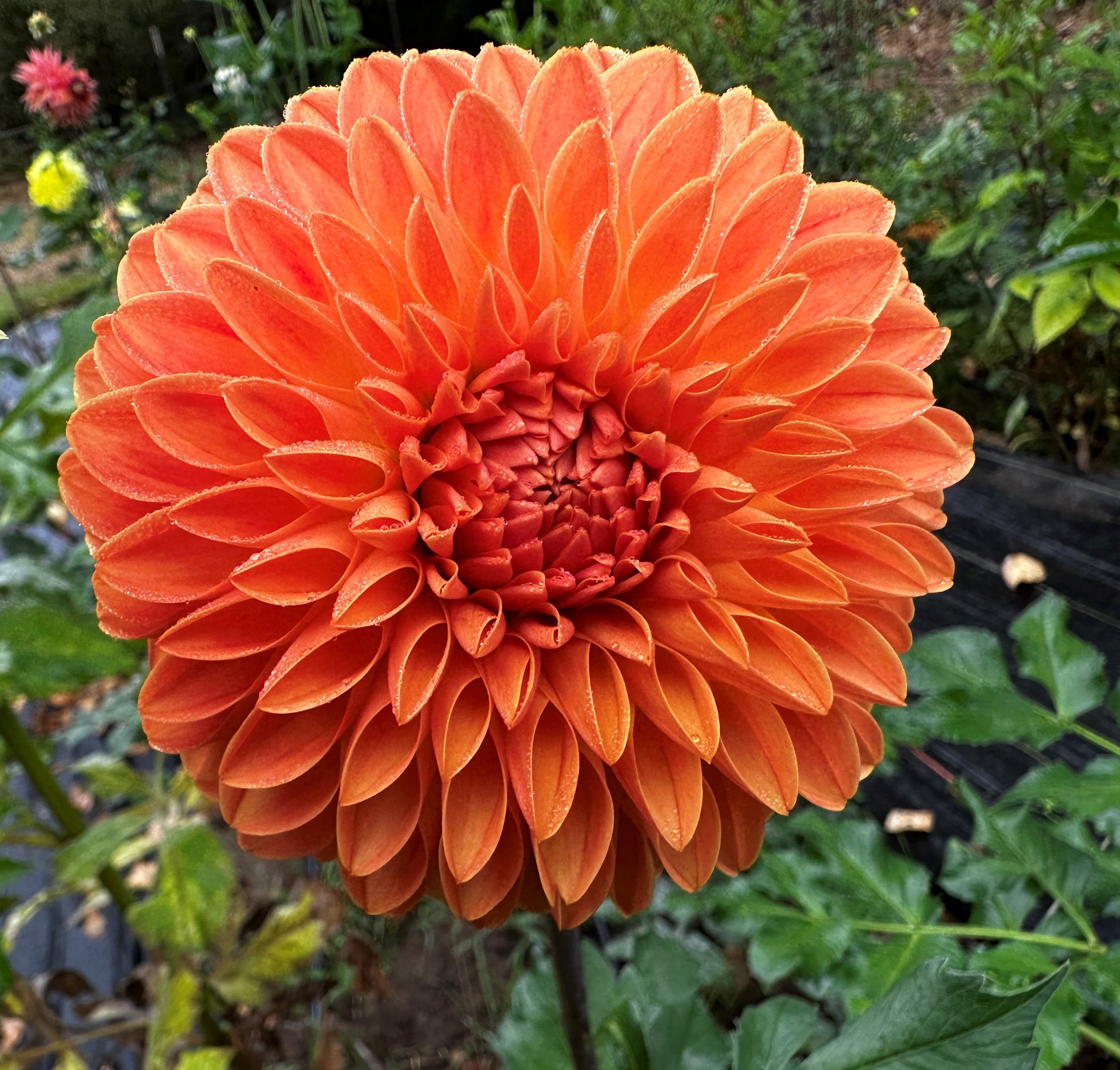 Dahlia Shop — Cowlitz River Dahlias