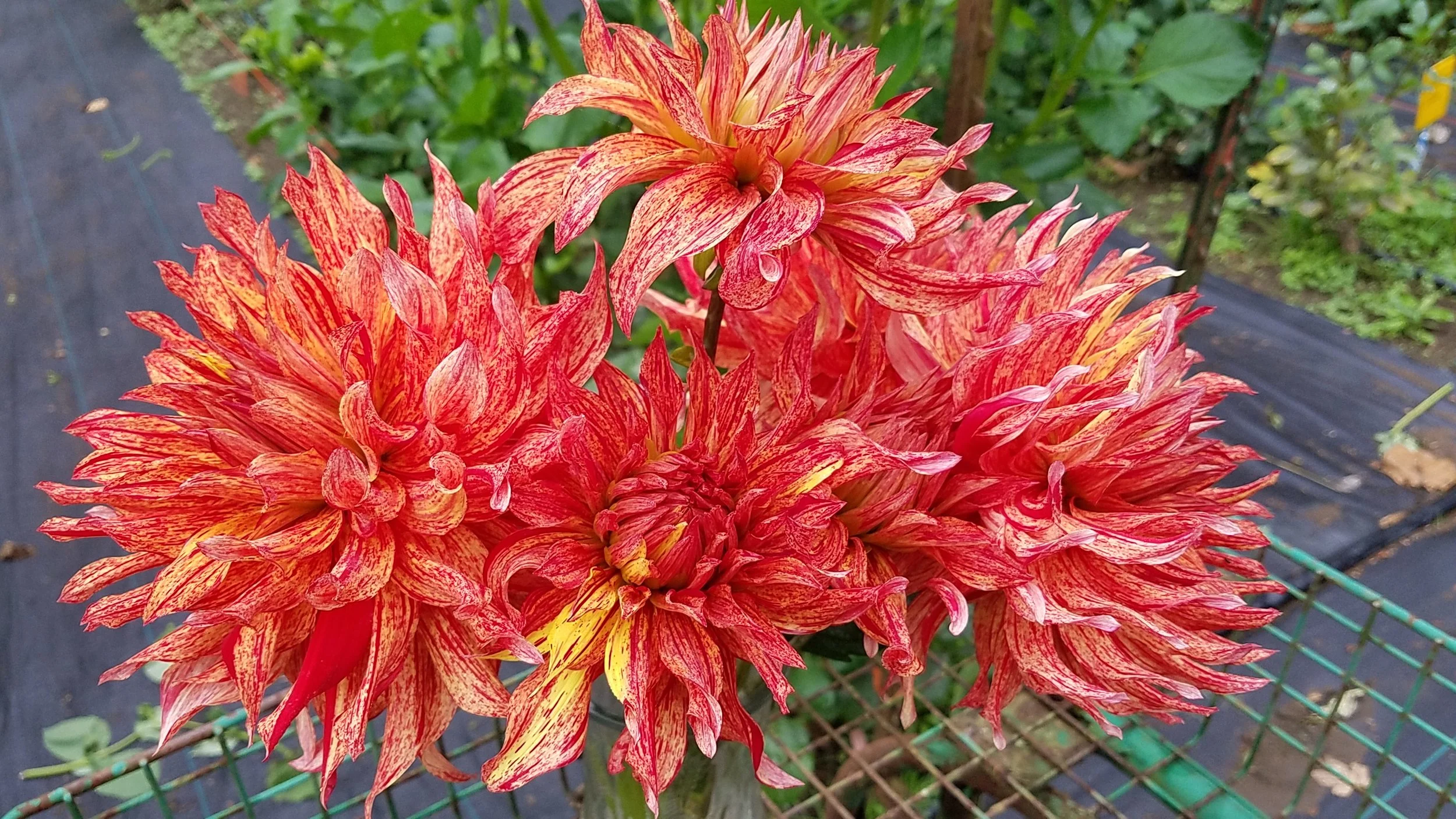 Dahlia Shop — Cowlitz River Dahlias