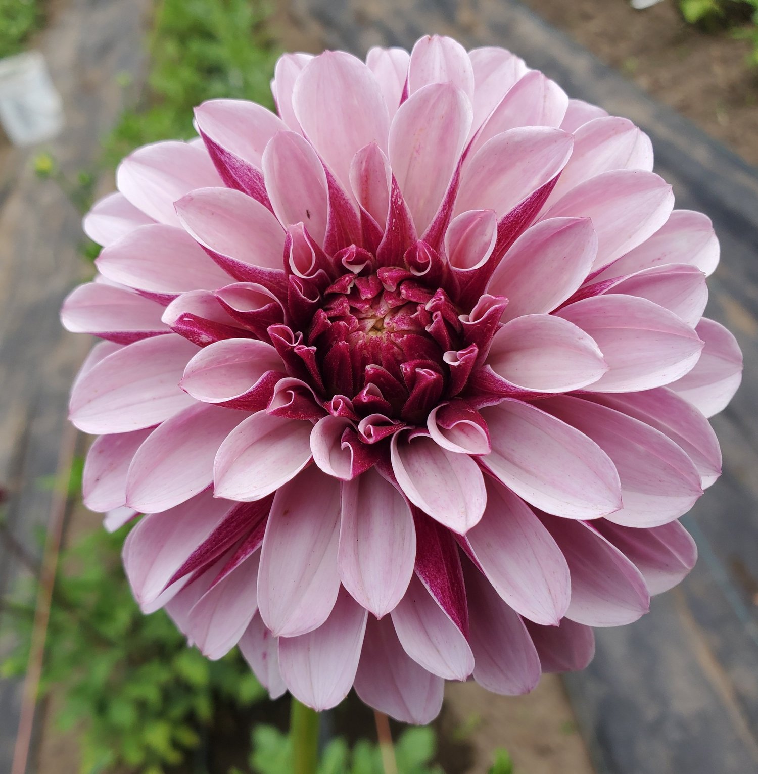 About — Cowlitz River Dahlias
