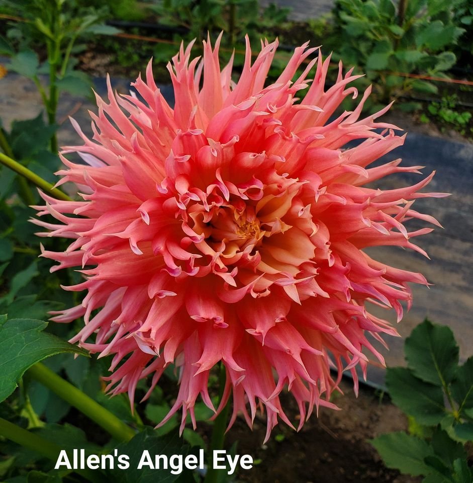 Allen's Angel Eye — Cowlitz River Dahlias