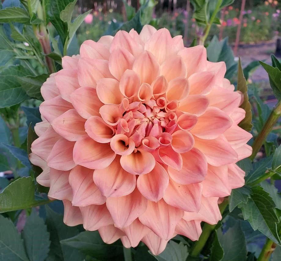 Cowlitz River Dahlias