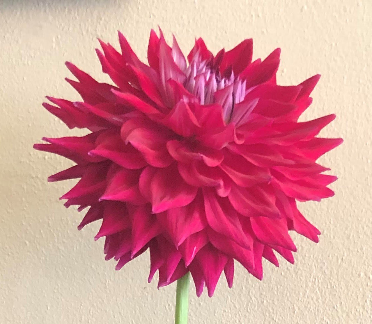 Dahlia Shop — Cowlitz River Dahlias