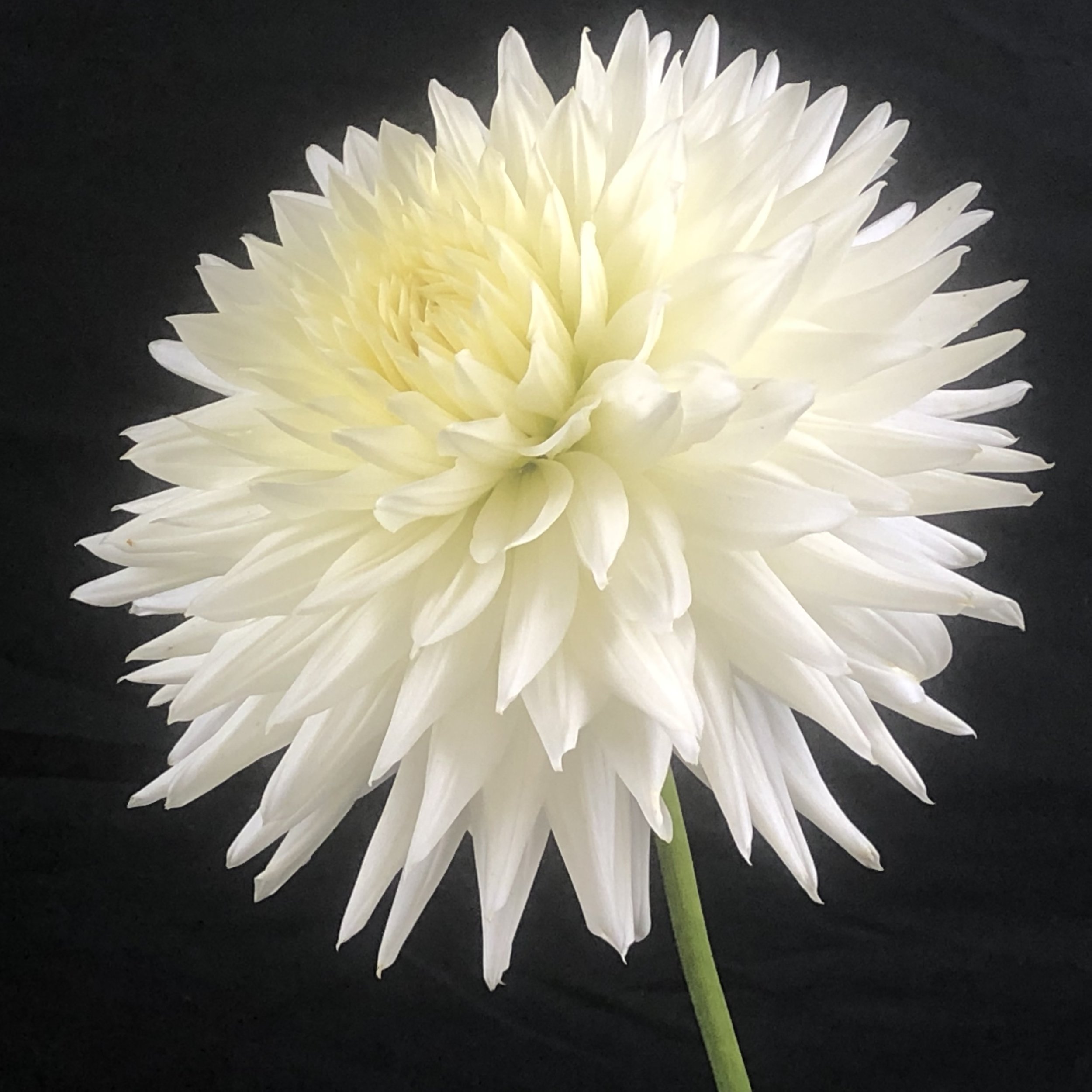 Allen's Avalanche - New for 2026 — Cowlitz River Dahlias