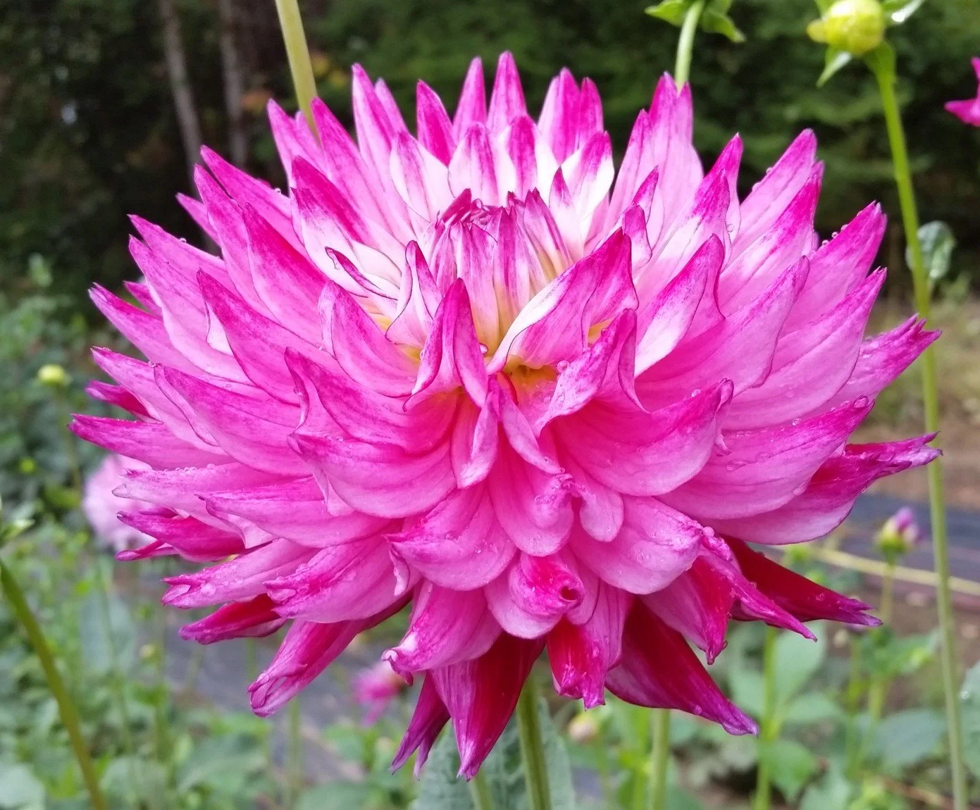 Cowlitz River Dahlias