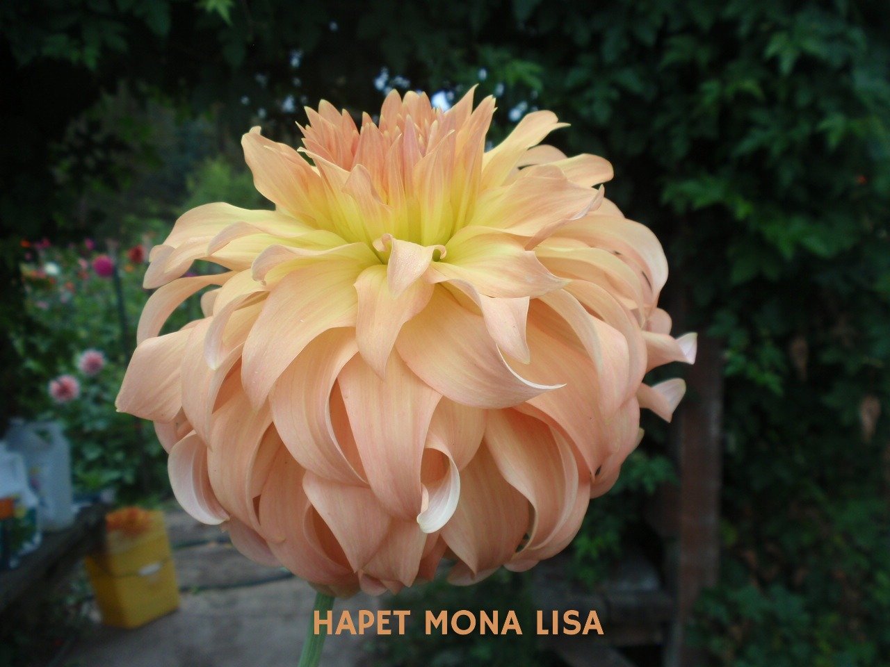 Dahlia Shop — Cowlitz River Dahlias