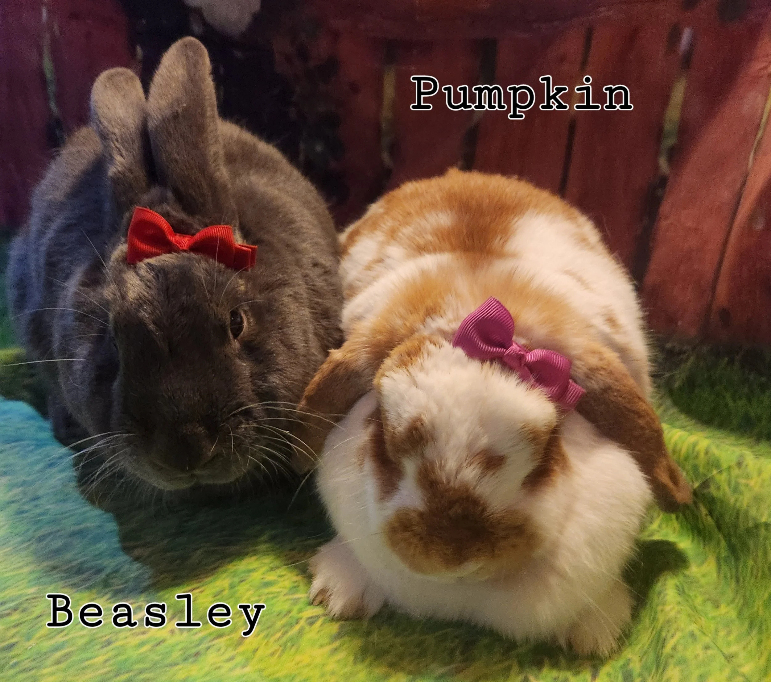 General 3 — Bunnies-R-Us Rescue