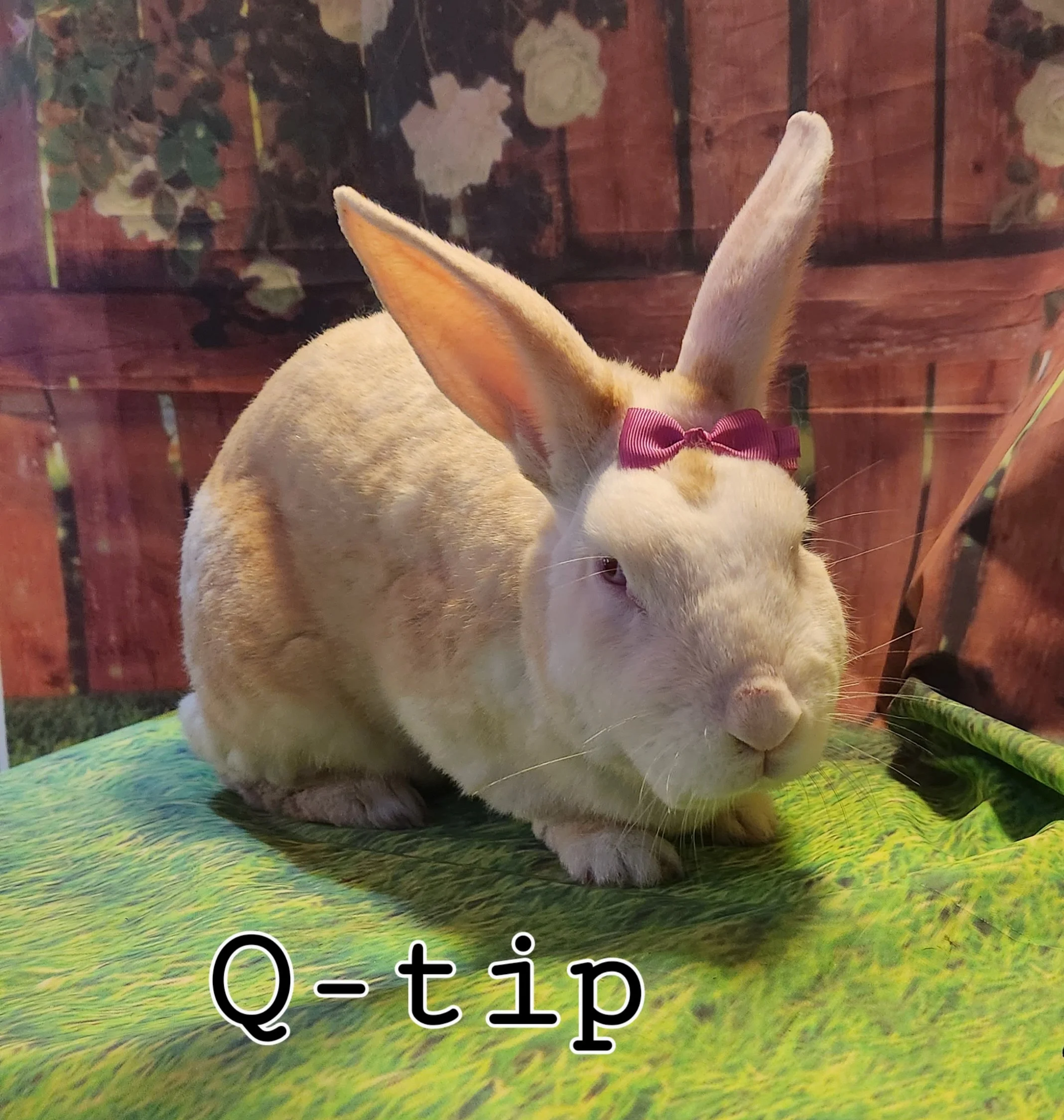 Services 3 — Bunnies-R-Us Rescue