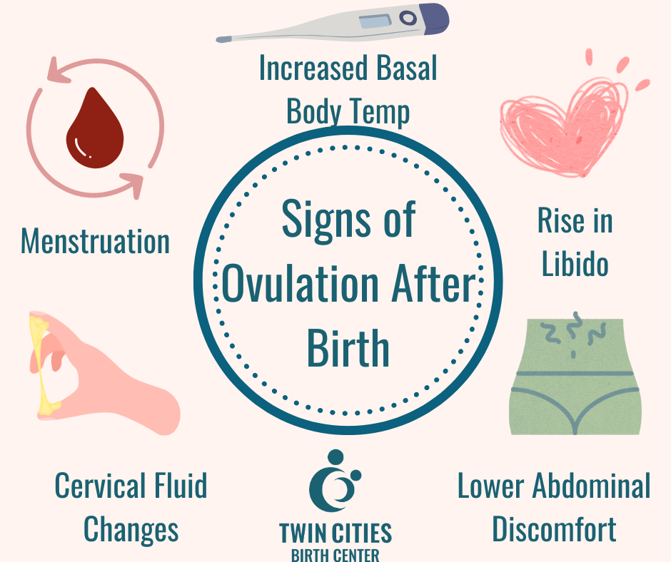 Ovulation After Pregnancy — Twin Cities Birth Center