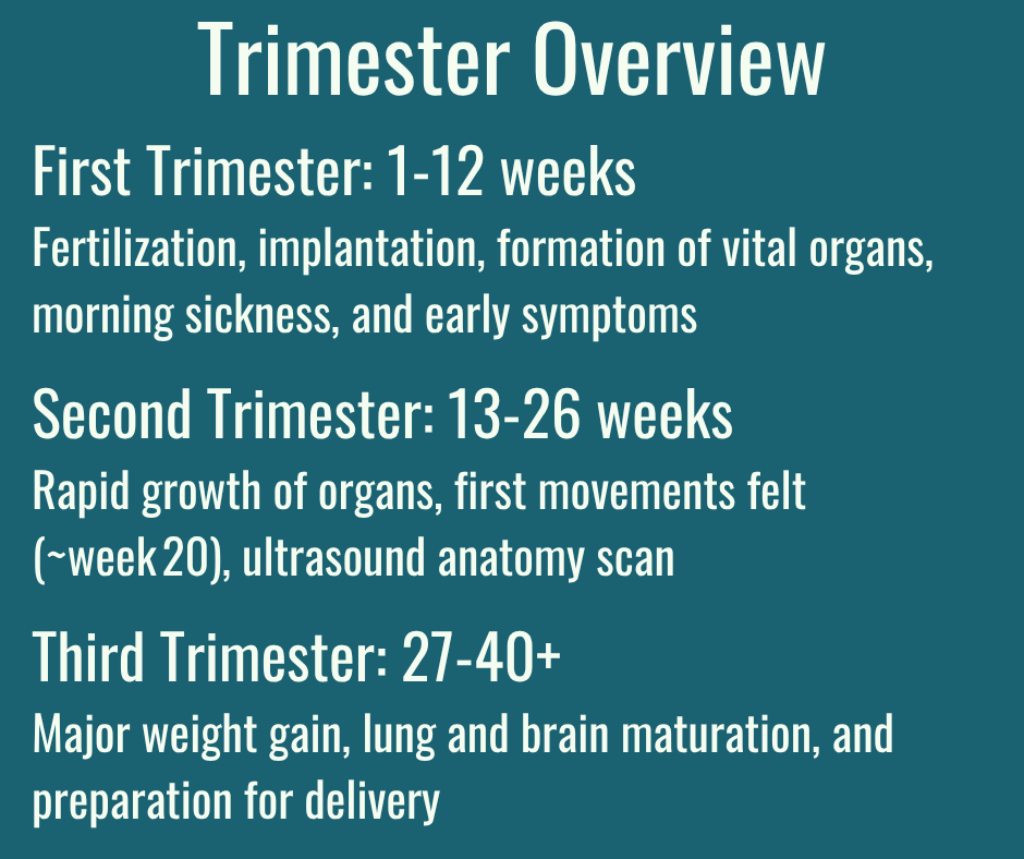 Pregnancy Timeline: Stages of Pregnancy — Twin Cities Birth Center