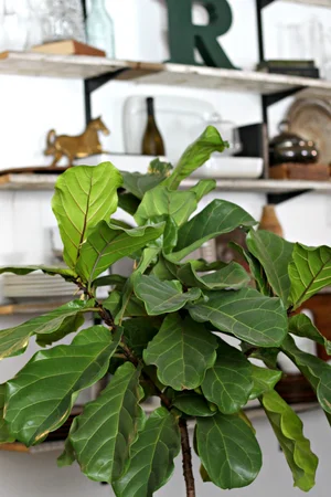 Tips for a Thriving Fiddle Leaf Fig Tree — Gathered Living