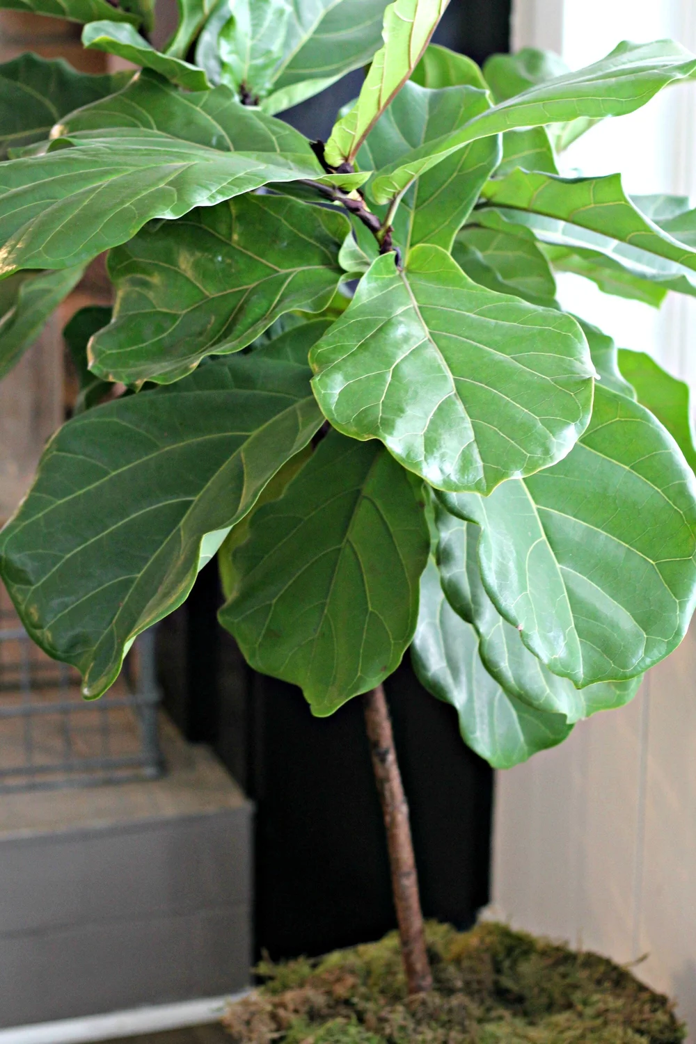 Tips for a Thriving Fiddle Leaf Fig Tree — Gathered Living