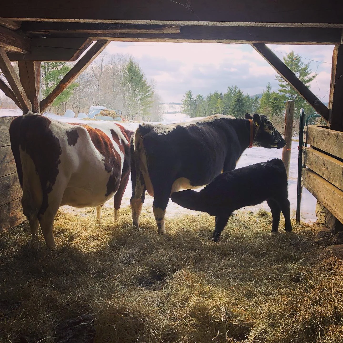 About — Sunday Bell Farm