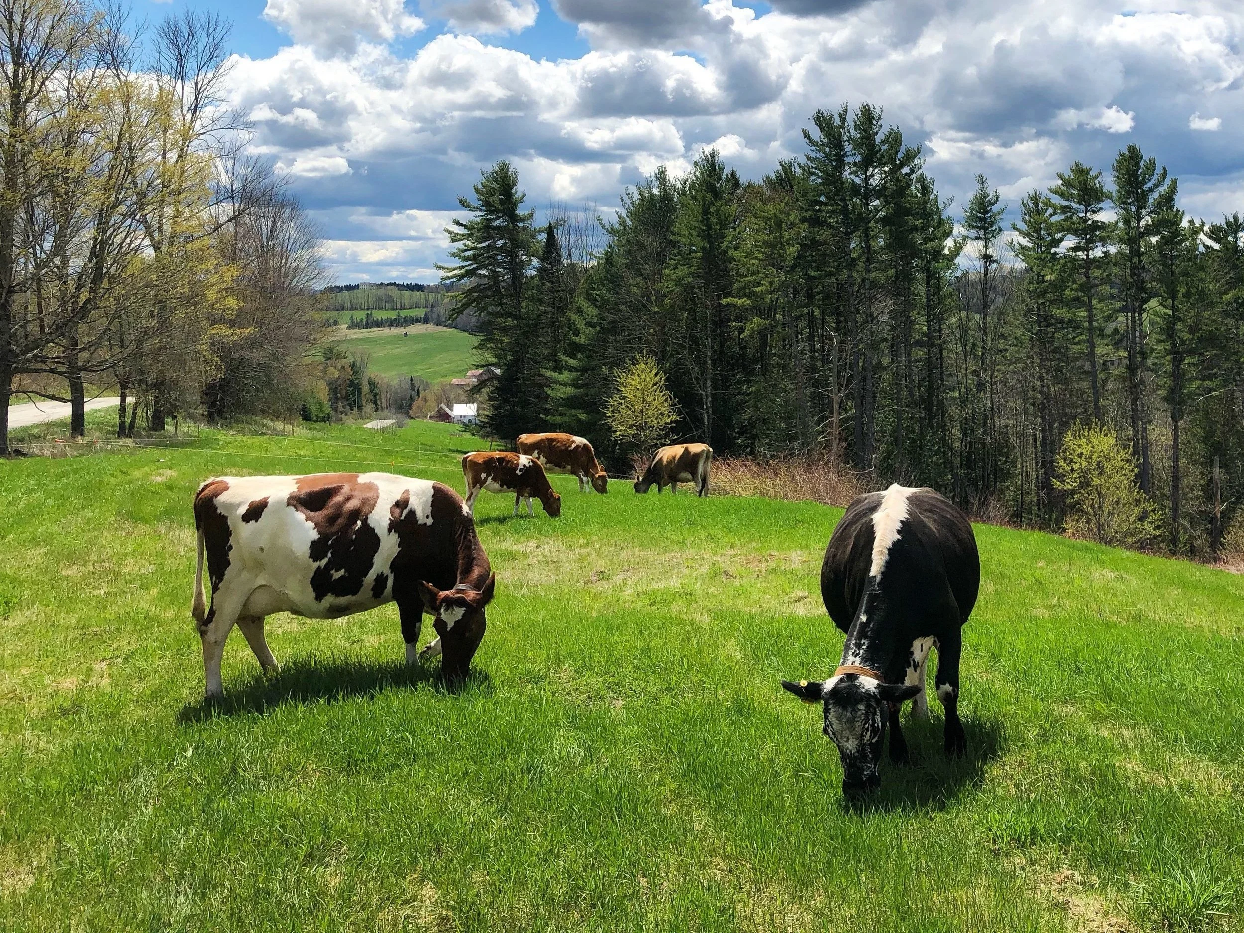 Sunday Bell Farm | Raw Milk, 100% Grassfed Beef & Pastured Meats