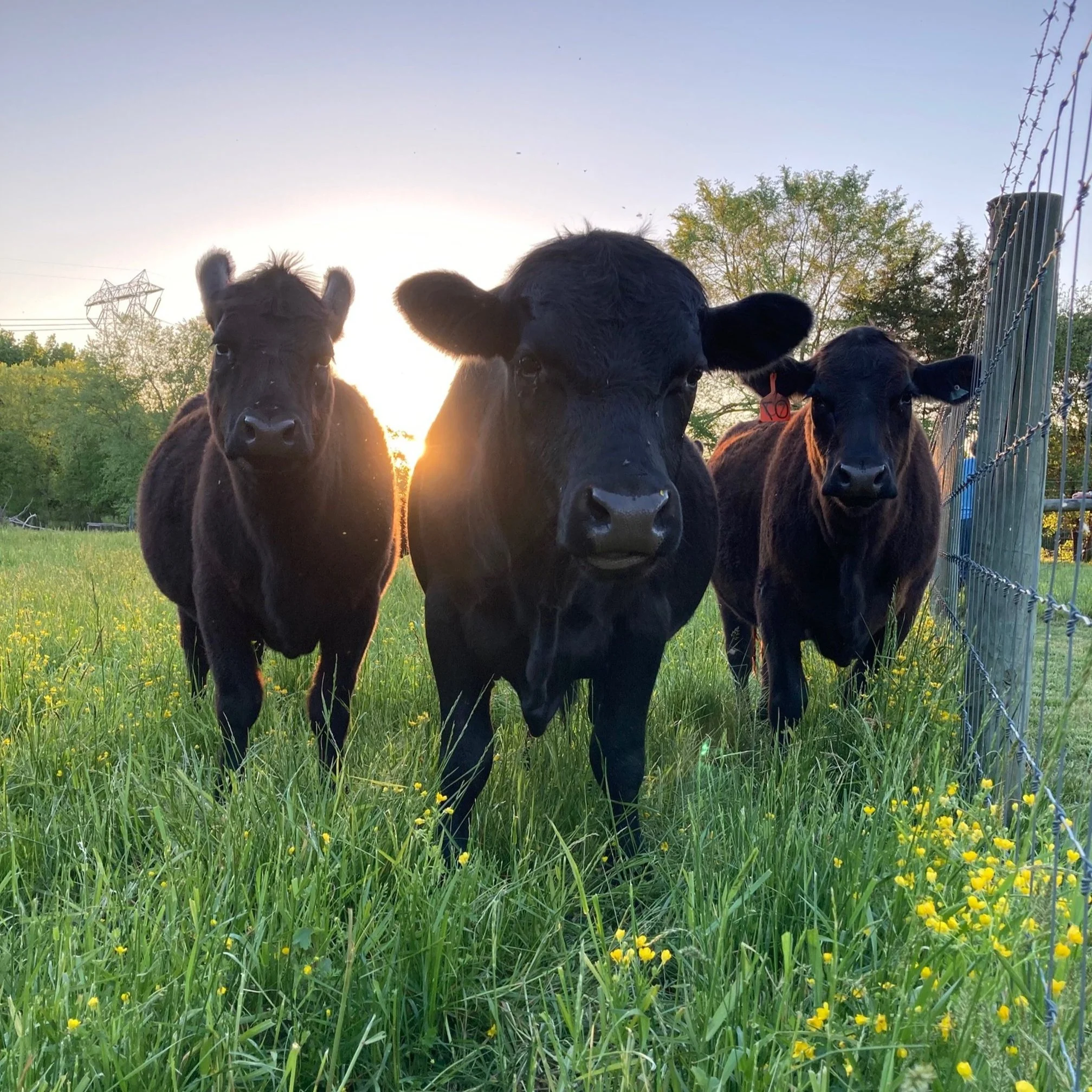 Harmon Family Farm | High Quality Beef | Premium Hay & Livestock Grains