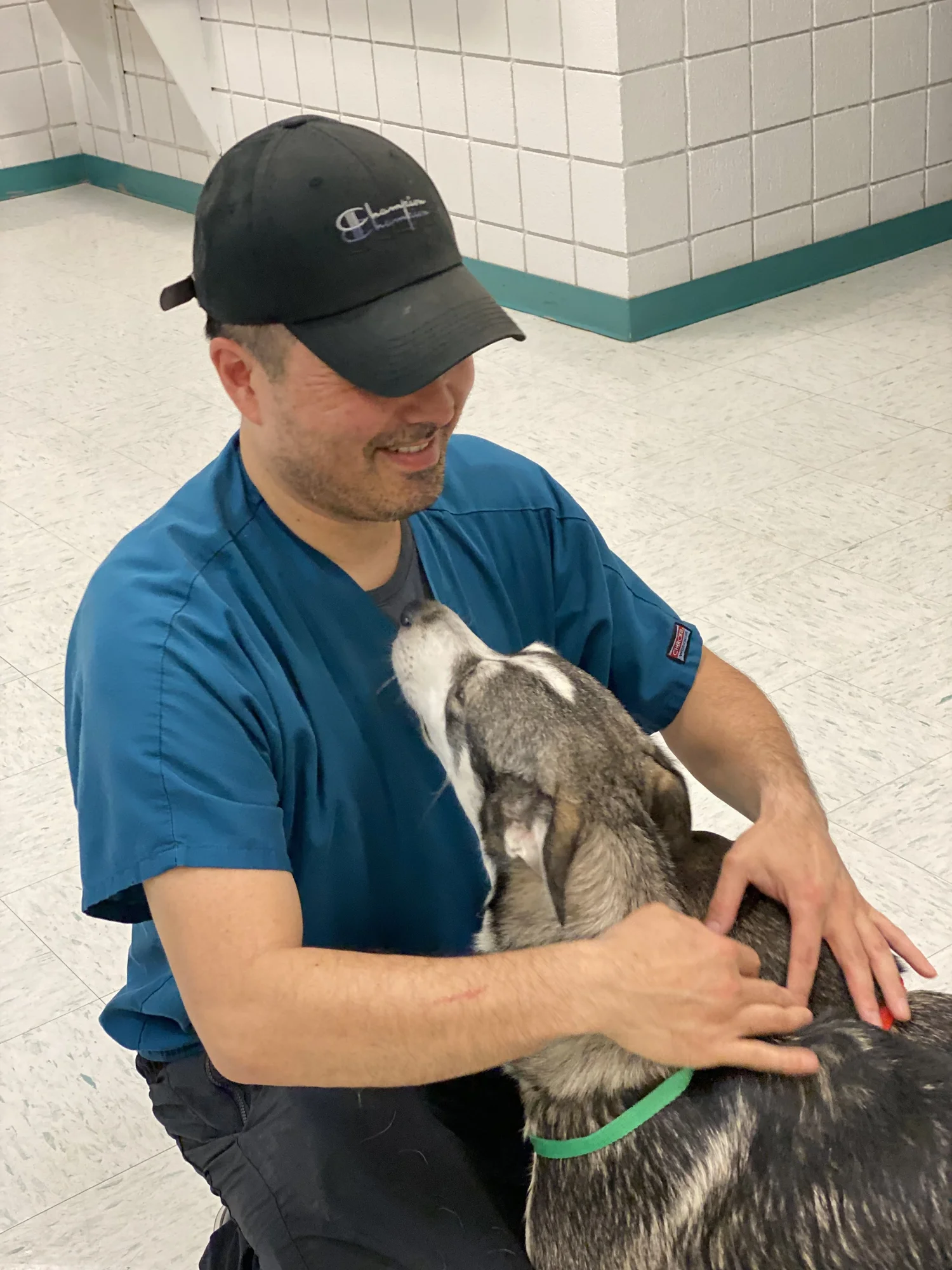 Amazing Small Animal Practice