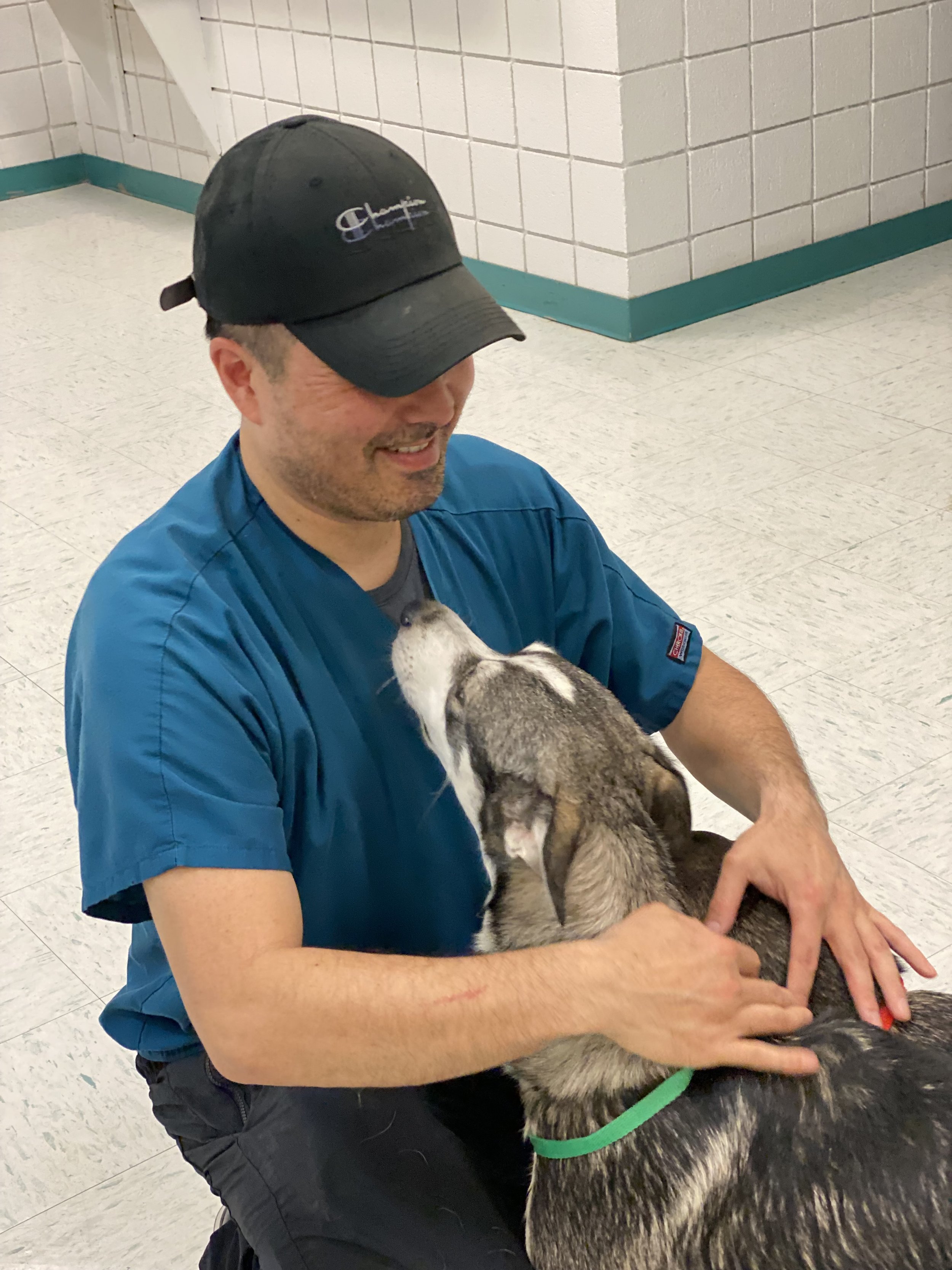 Amazing Small Animal Practice