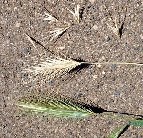 Amazing Small Animal Practice