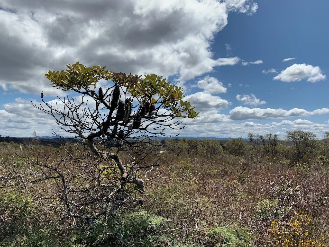Publications — Sarah Mathews Lab @ LSU