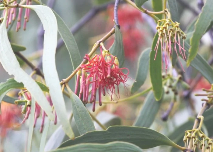 Sarah Mathews Lab @ LSU
