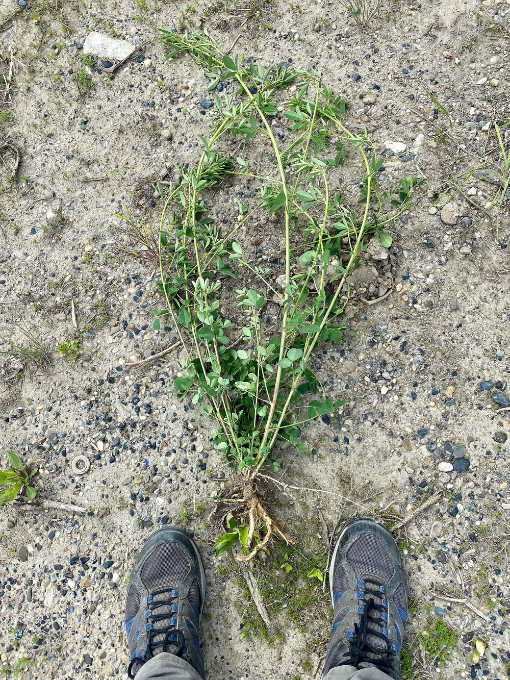 FSWCD: Invasive Species