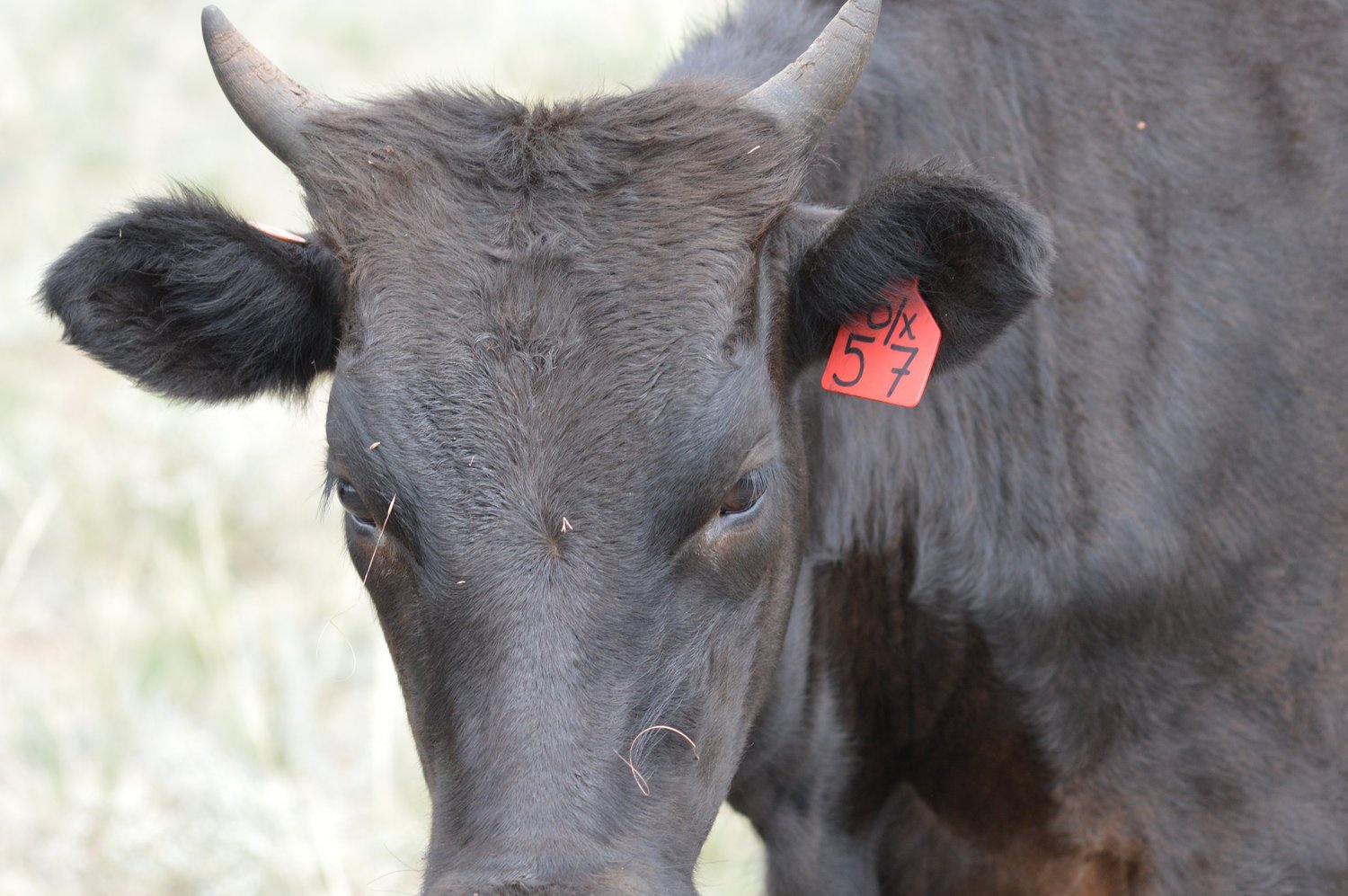 Oxford Ranch Wyoming