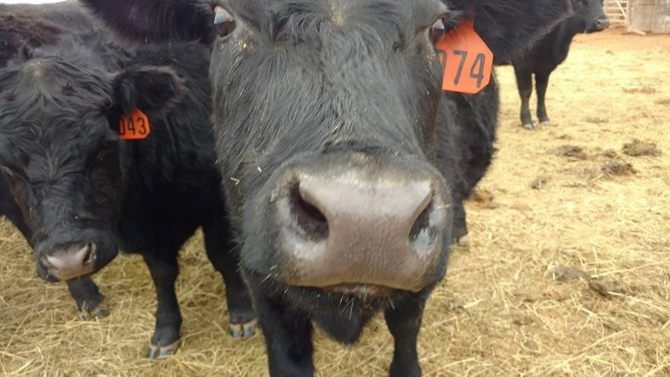 Oxford Ranch Wyoming