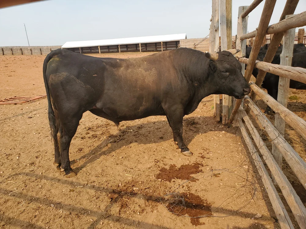 Oxford Ranch Wyoming